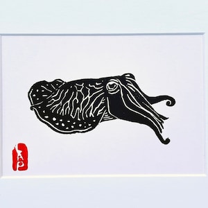 cuttlefish drawing realistic