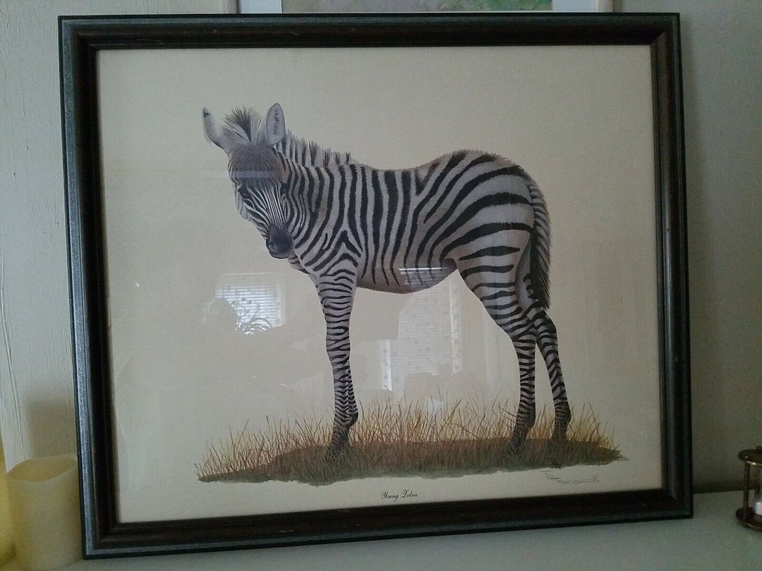 Baby Zebra Art Print by T.H. Farnsworth Signed and Numbered 26x22 Frame ...