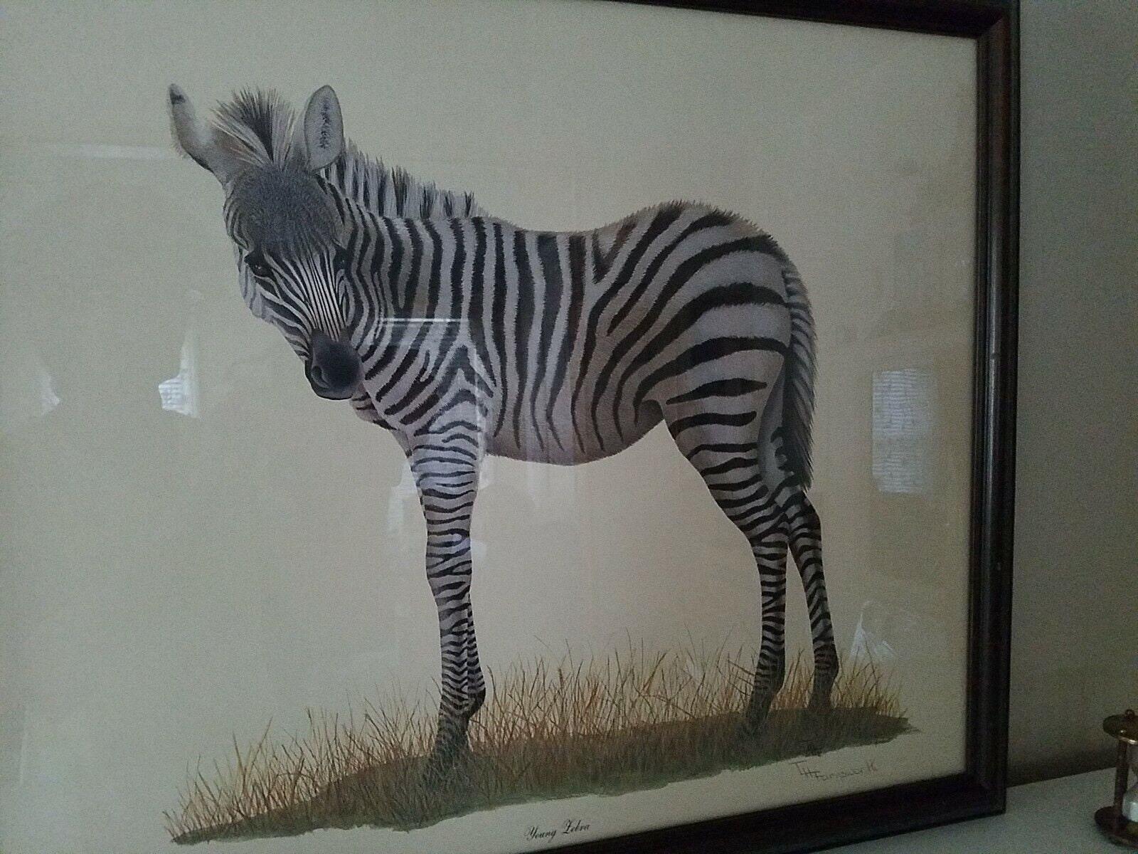 Baby Zebra Art Print by T.H. Farnsworth Signed and Numbered 26x22 Frame ...