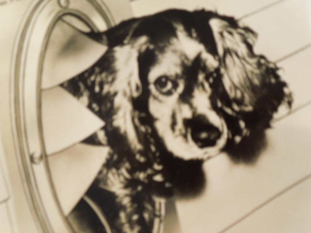 Rare Irish Setter Photograph, Advertising Dog Photo, Dog Motto, FREE ...