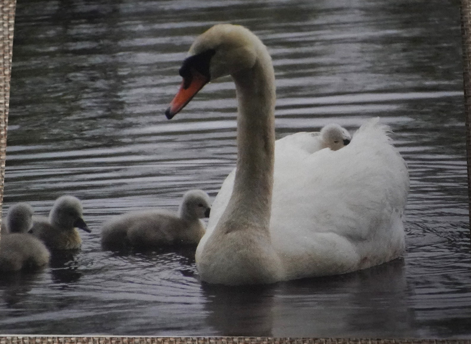 12 Blank Note Cards Swan Series 6 - Etsy
