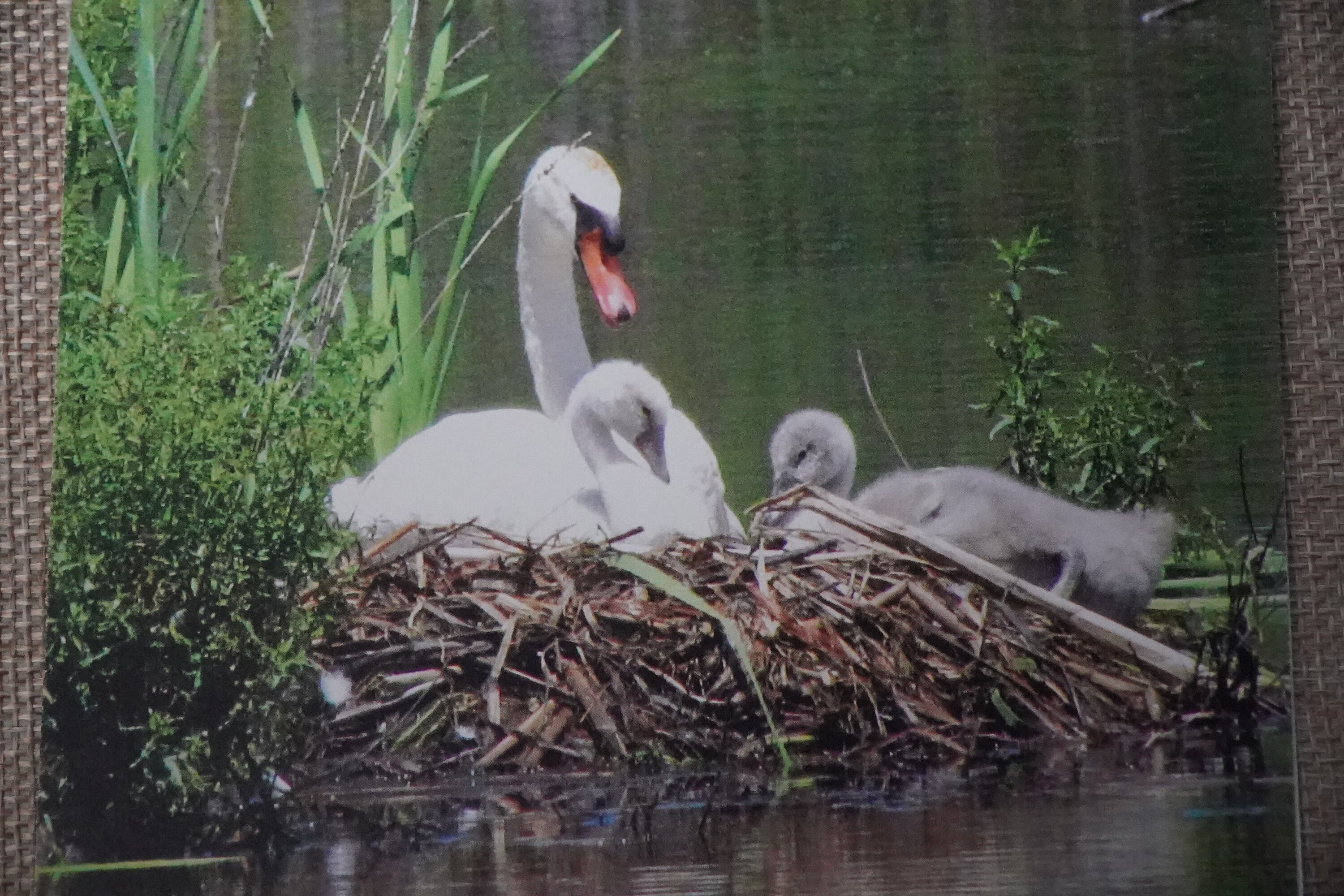 12 Blank Note Cards Swan Series 6 - Etsy