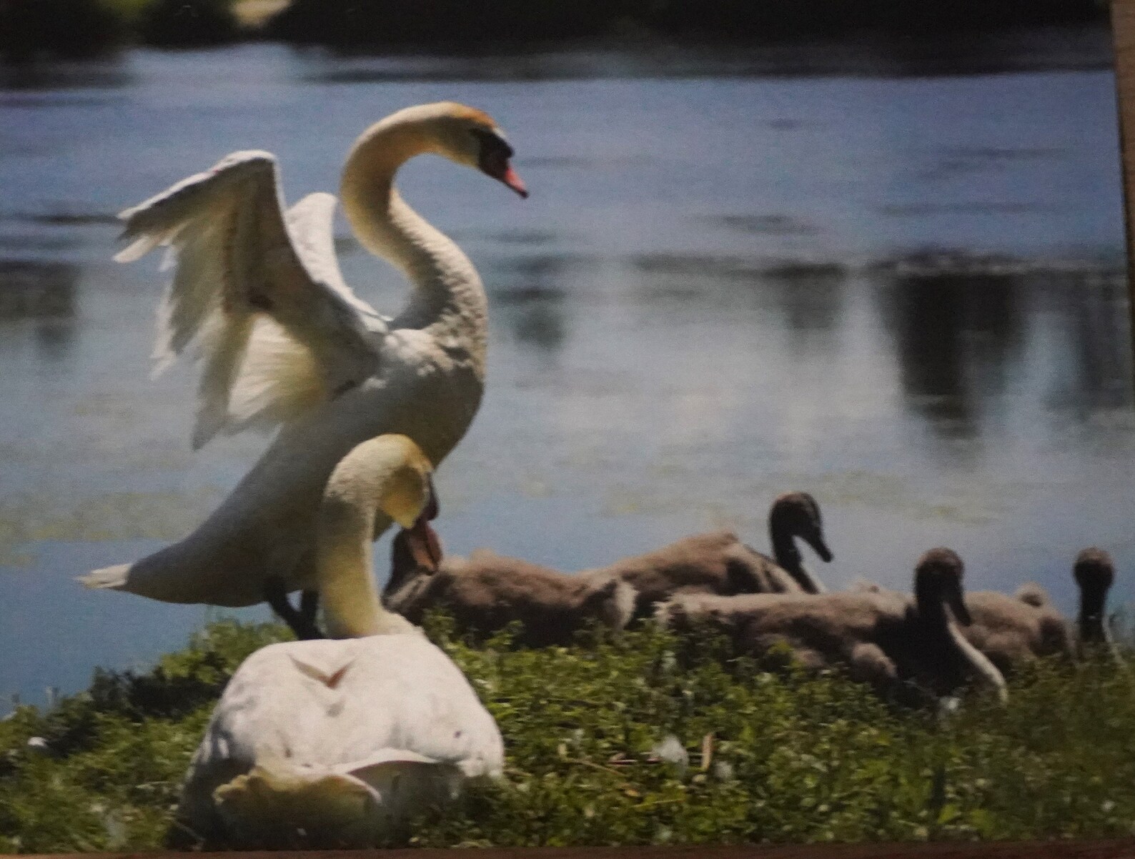 12 Blank Note Cards Swan Series 6 - Etsy