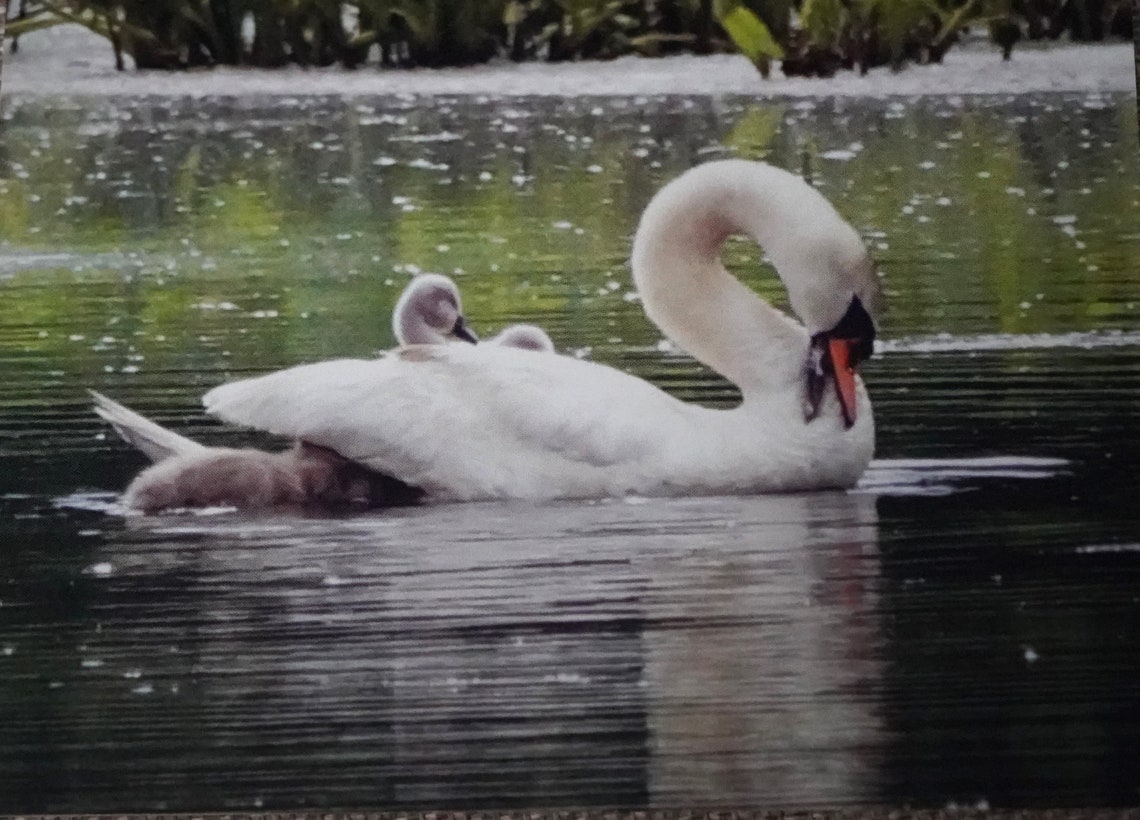 12 Blank Note Cards Swan Series 6 - Etsy