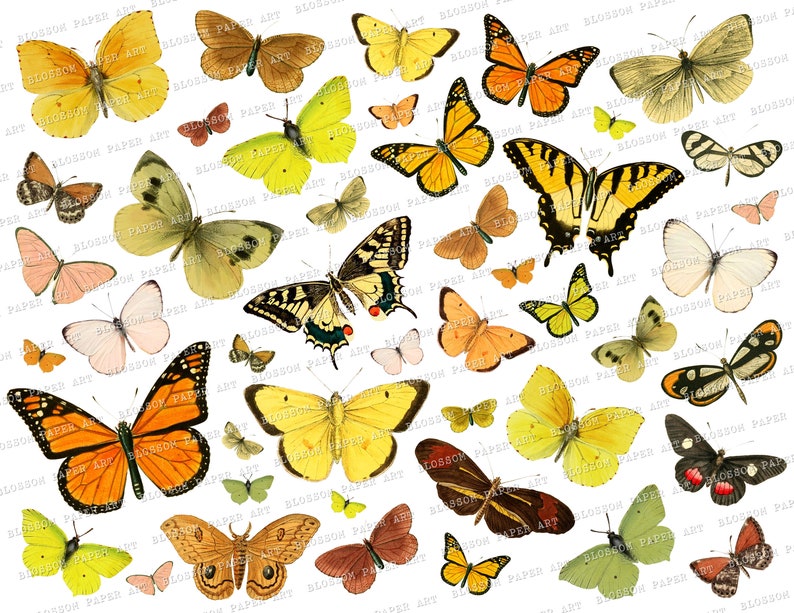 Butterflies Digital Collage Sheet Printable Collage - Etsy