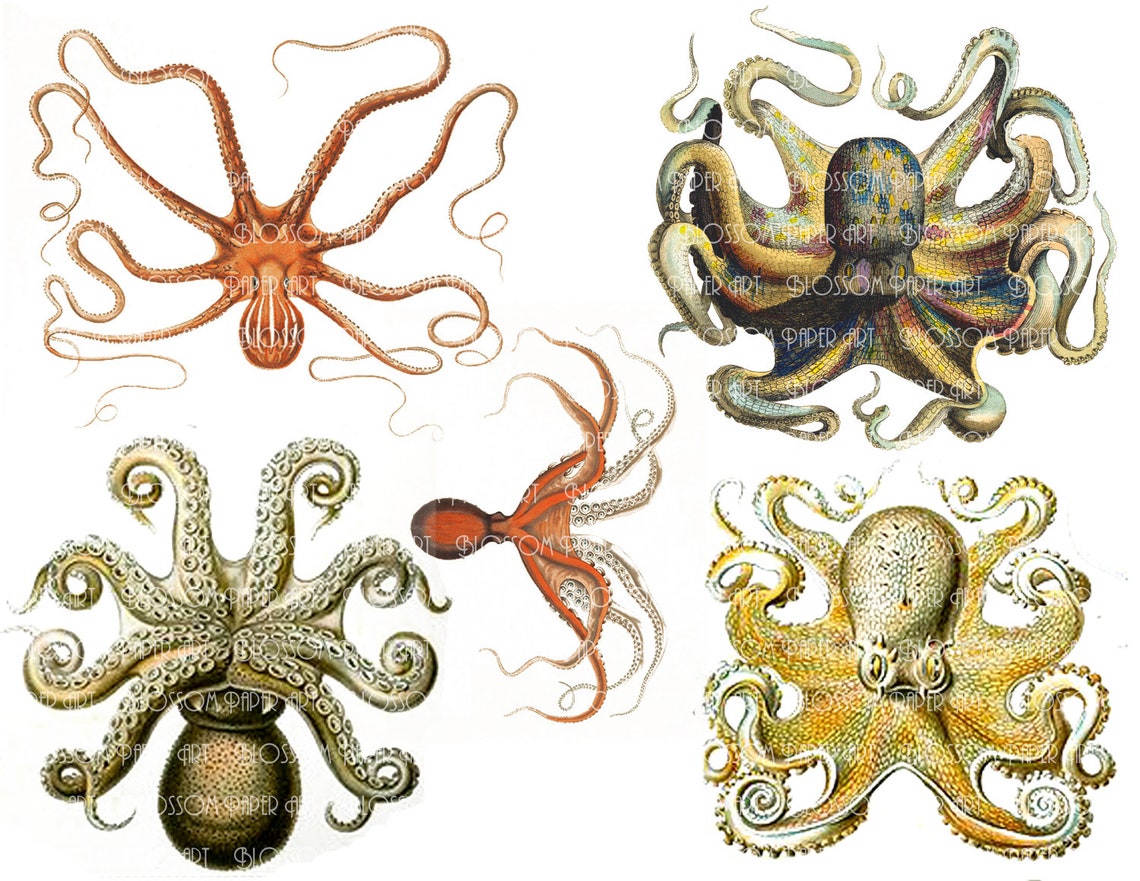 Octopus Collage Sheet Printables Digital Images - Etsy