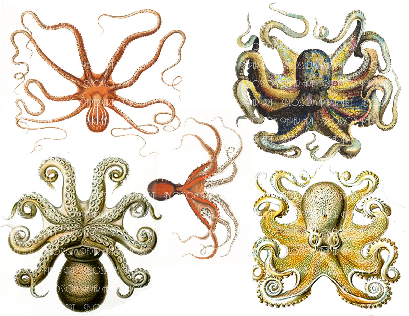 Octopus Collage Sheet Printables Digital Images - Etsy