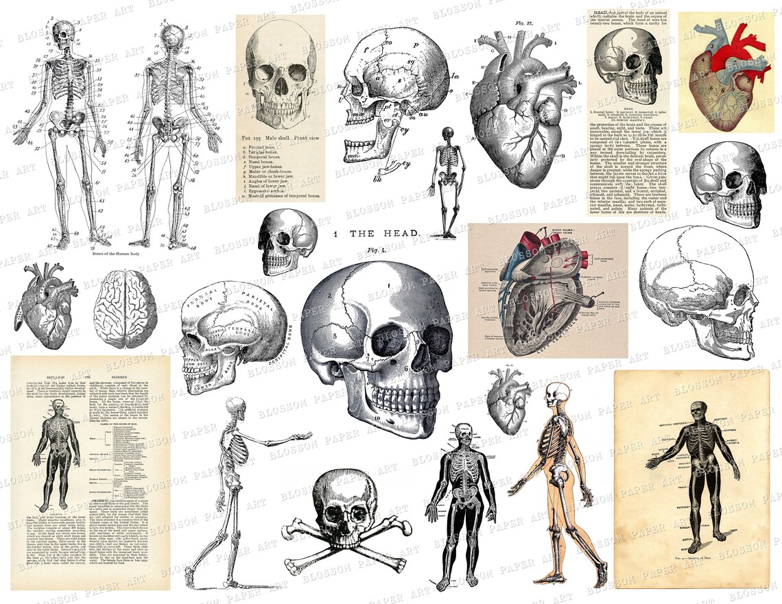 Vintage Skulls Skeleton Images Printable Collage Sheet - Etsy