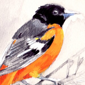 Baltimore Oriole- Bird Art- Bird Artwork - Etsy