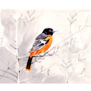 Baltimore Oriole- Bird Art- Bird Artwork - Etsy