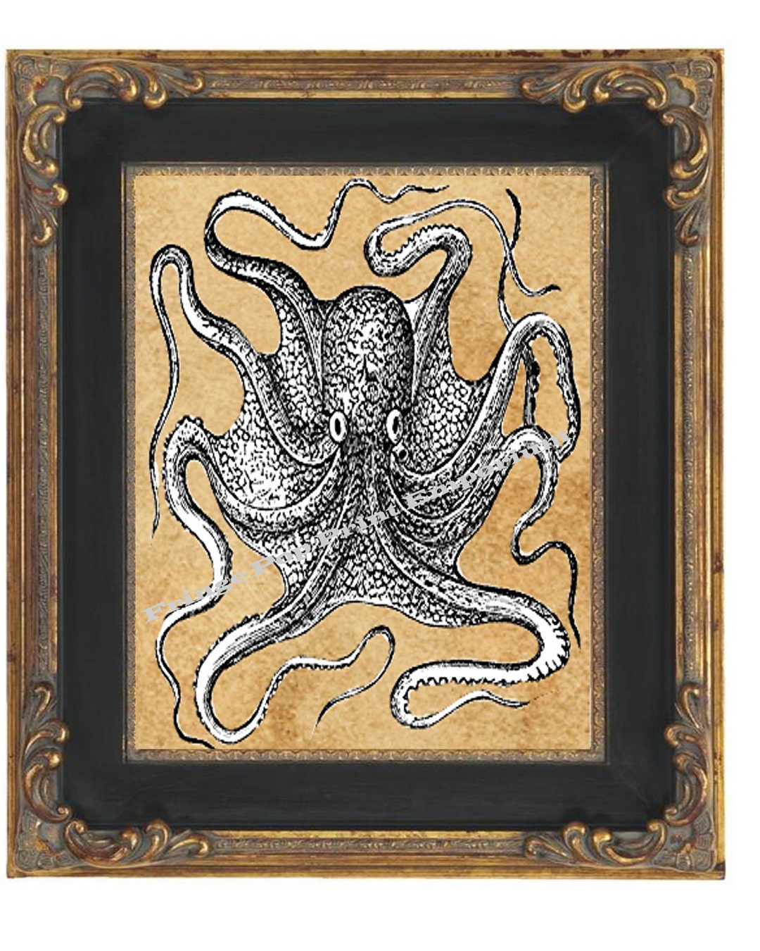 Victorian Octopus Art Print 8 X 10 - Oceanography Biology Version Two ...