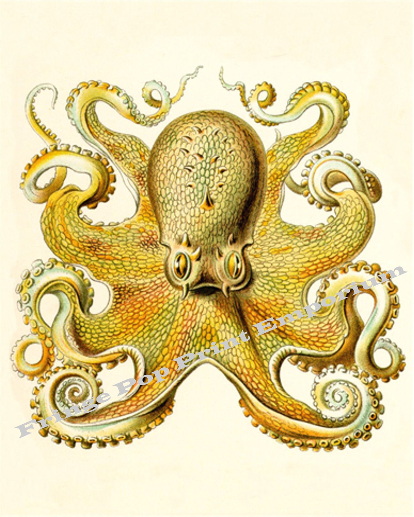 Victorian Octopus Art Print 8 X 10 Nautical Oceanography | Etsy