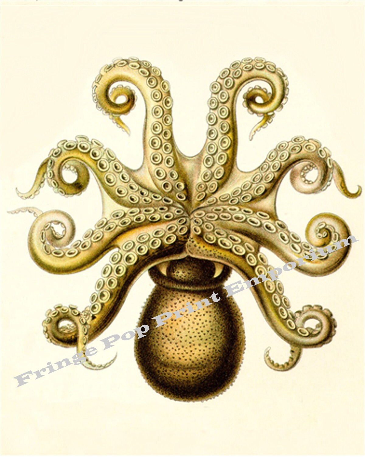 Victorian Octopus Art Print 8 X 10 Nautical Oceanography | Etsy
