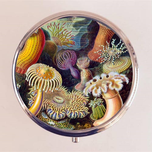 Victorian Sea Creatures Pill Box Case Pillbox Holder Trinket - Etsy