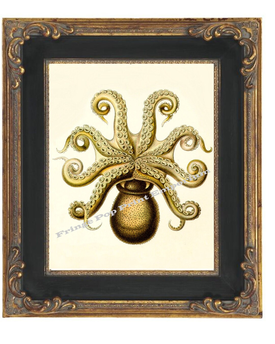 Victorian Octopus Art Print 8 X 10 - Nautical Oceanography Biology ...