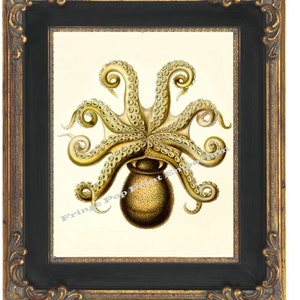 Victorian Octopus Art Print 8 X 10 - Nautical Oceanography Biology ...