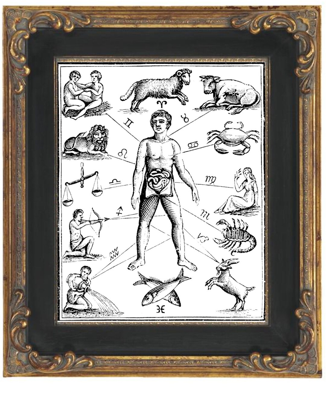 Zodiac Man Art Print 8 X 10 - Medical Astrology - Astrological Sign ...