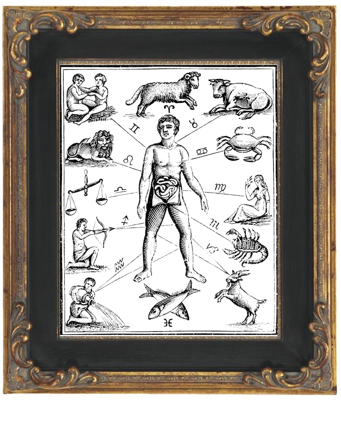 Zodiac Man Art Print 8 X 10 Medical Astrology Astrological - Etsy