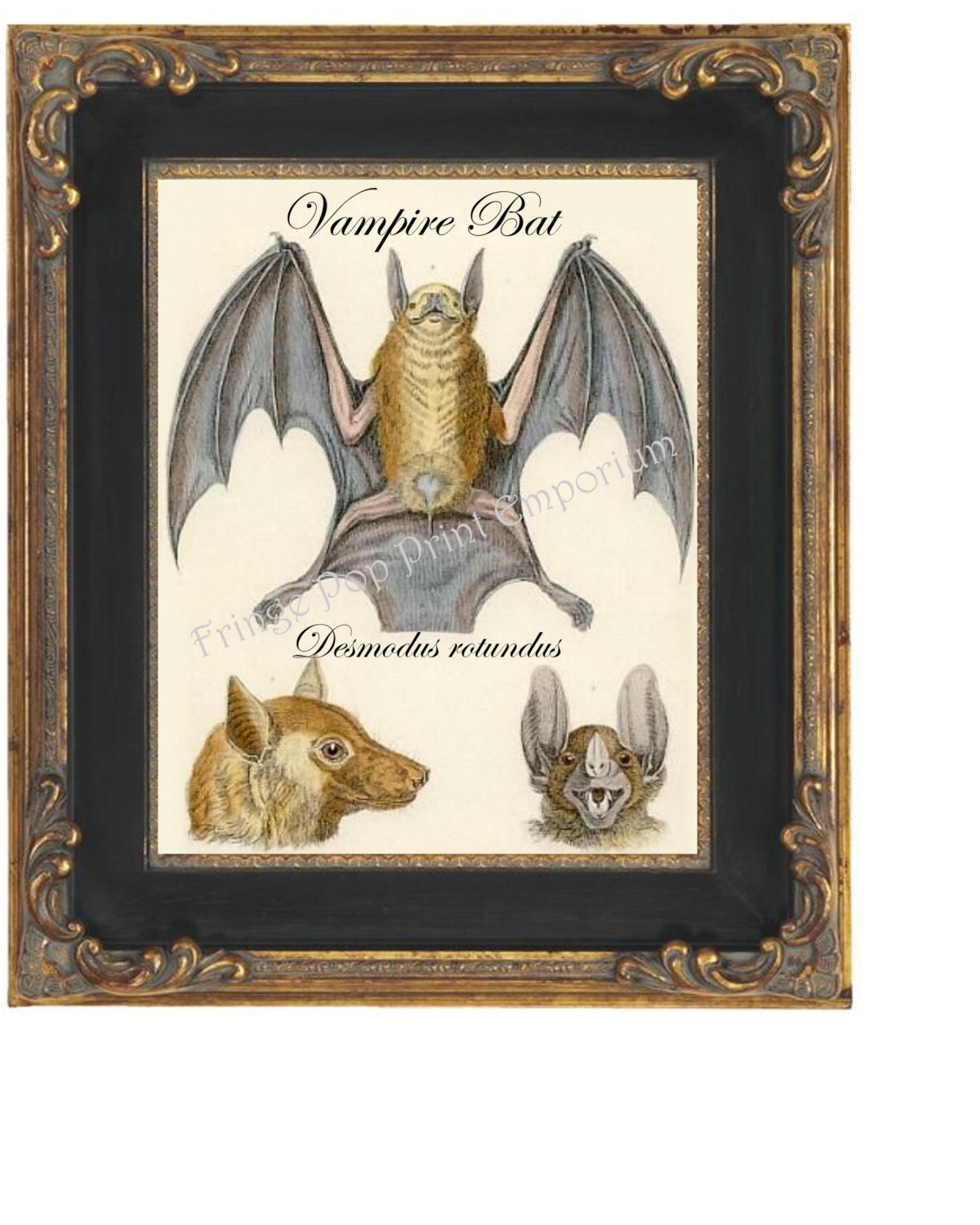 Victorian Vampire Bat Art Print 8 X 10 Victorian Bat Anatomy | Etsy