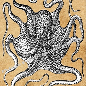 Victorian Octopus Art Print 8 X 10 - Oceanography Biology Version Two ...