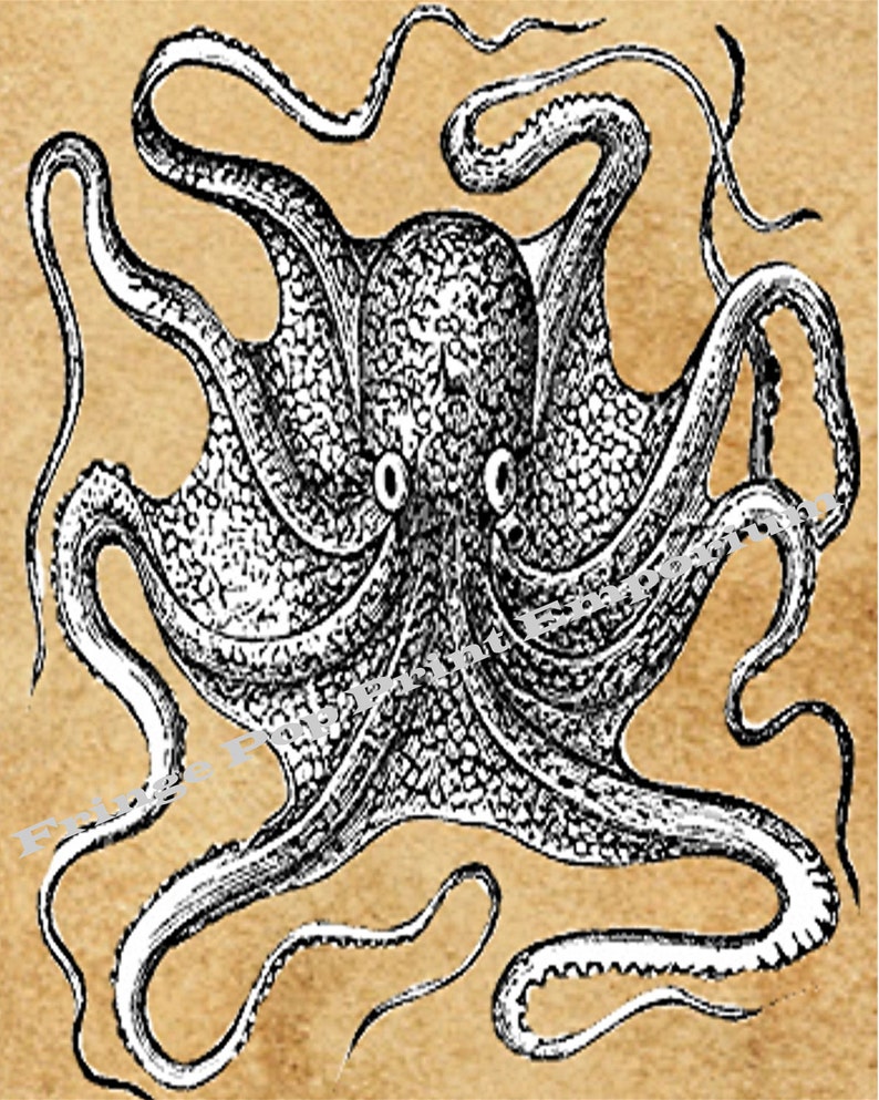 Victorian Octopus Art Print 8 X 10 Oceanography Biology | Etsy