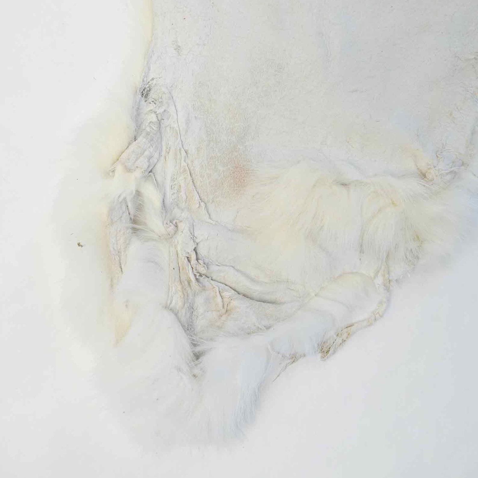 Natural White Fur Rabbit Pelt - Etsy