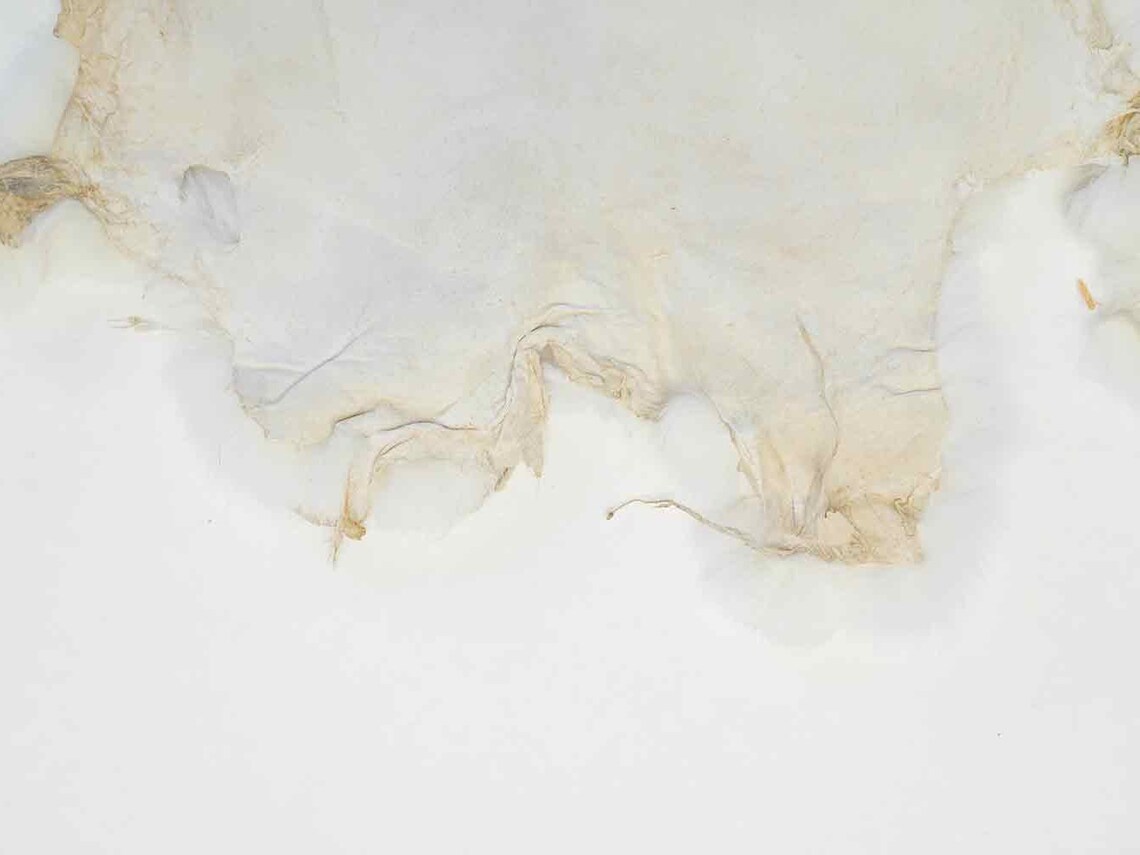 Natural White Fur Rabbit Pelt - Etsy