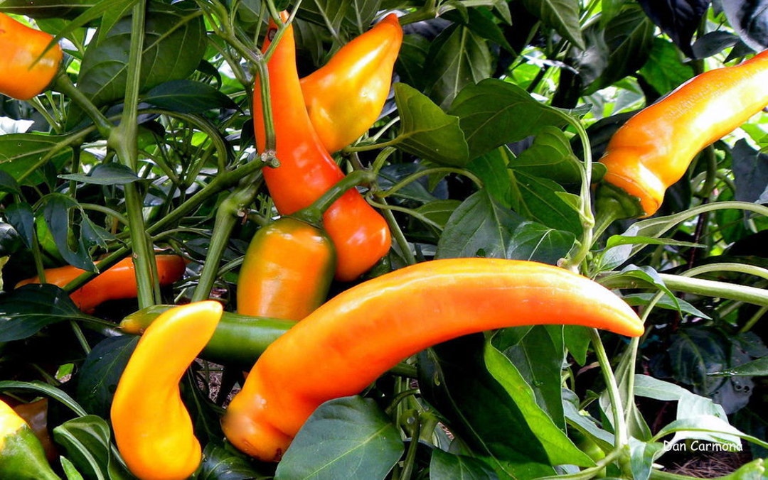 Pepper Seeds - "golden Treasures" - Etsy