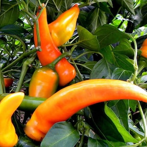 Pepper Seeds - "golden Treasures" - Etsy