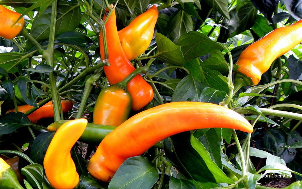 Pepper Seeds golden Treasures | Etsy