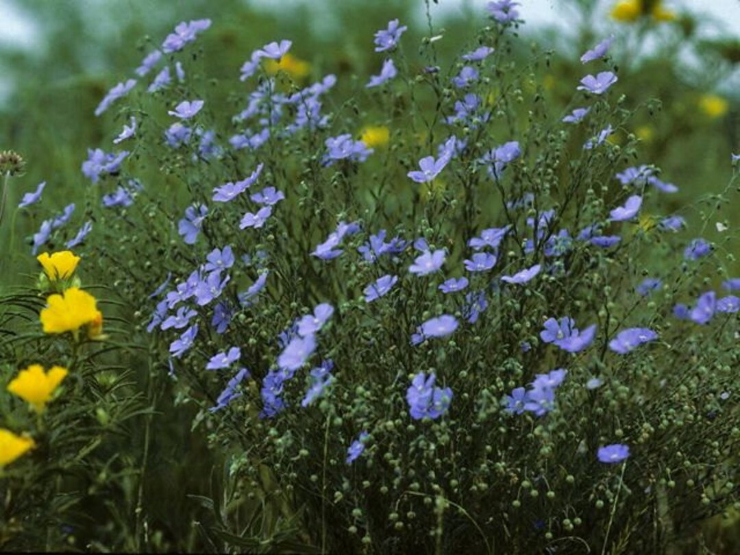 Flax Seeds - Linum Lewisii (linaceae) -- Medicinal Herb - Seeds - Etsy