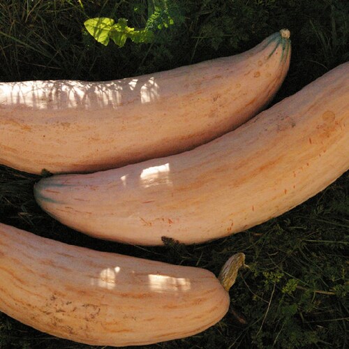 Cherokee North Georgia Candy Roaster Squash . Cucurbita | Etsy