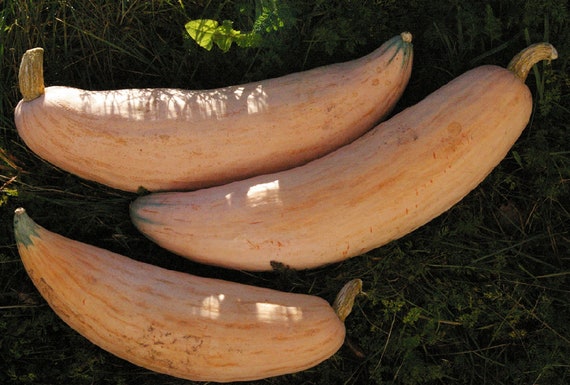 Cherokee North Georgia Candy Roaster Squash . Cucurbita | Etsy