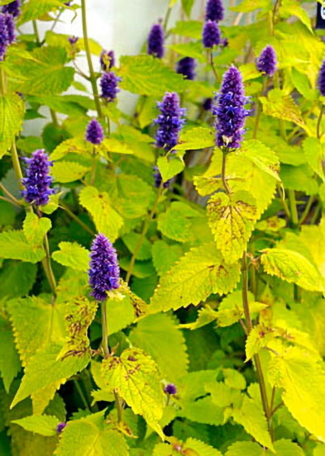 Anise Hyssop Seeds - Agastache Foeniculum - "golden Jubilee" -- Herb - Etsy