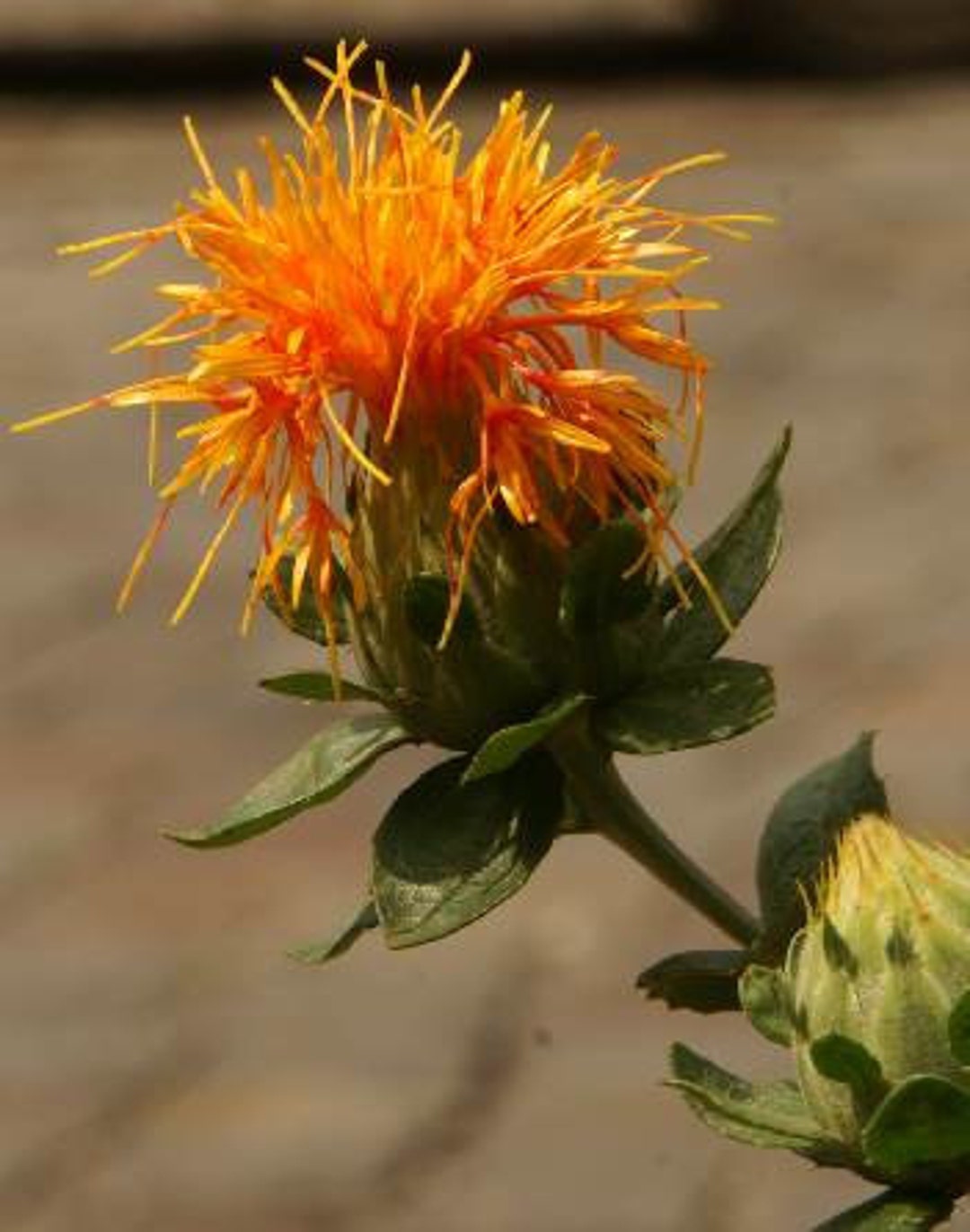 Safflower SEEDS - " Zanzibar " - Carthamus Tinctorius L. -- Medicinal ...