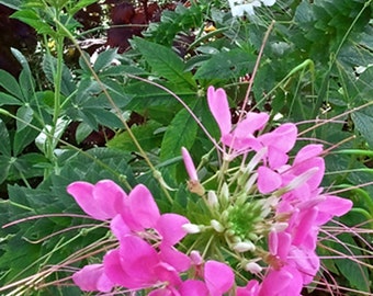 Rose Queen and White Cleome Mixed cleome Hassleriana Seeds | Etsy