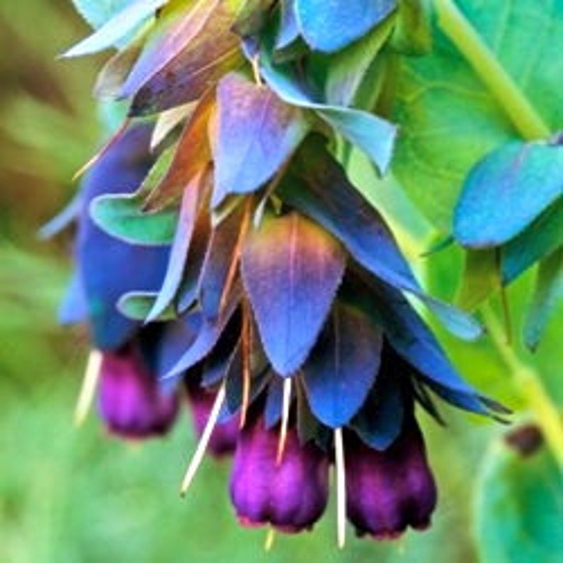 Cerinthe Major Purpurascens seeds | Etsy