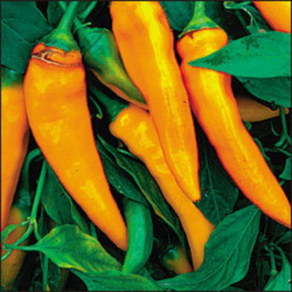 An Hispanic Delight Collection | Etsy