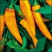 An Hispanic Delight - Collection - Etsy