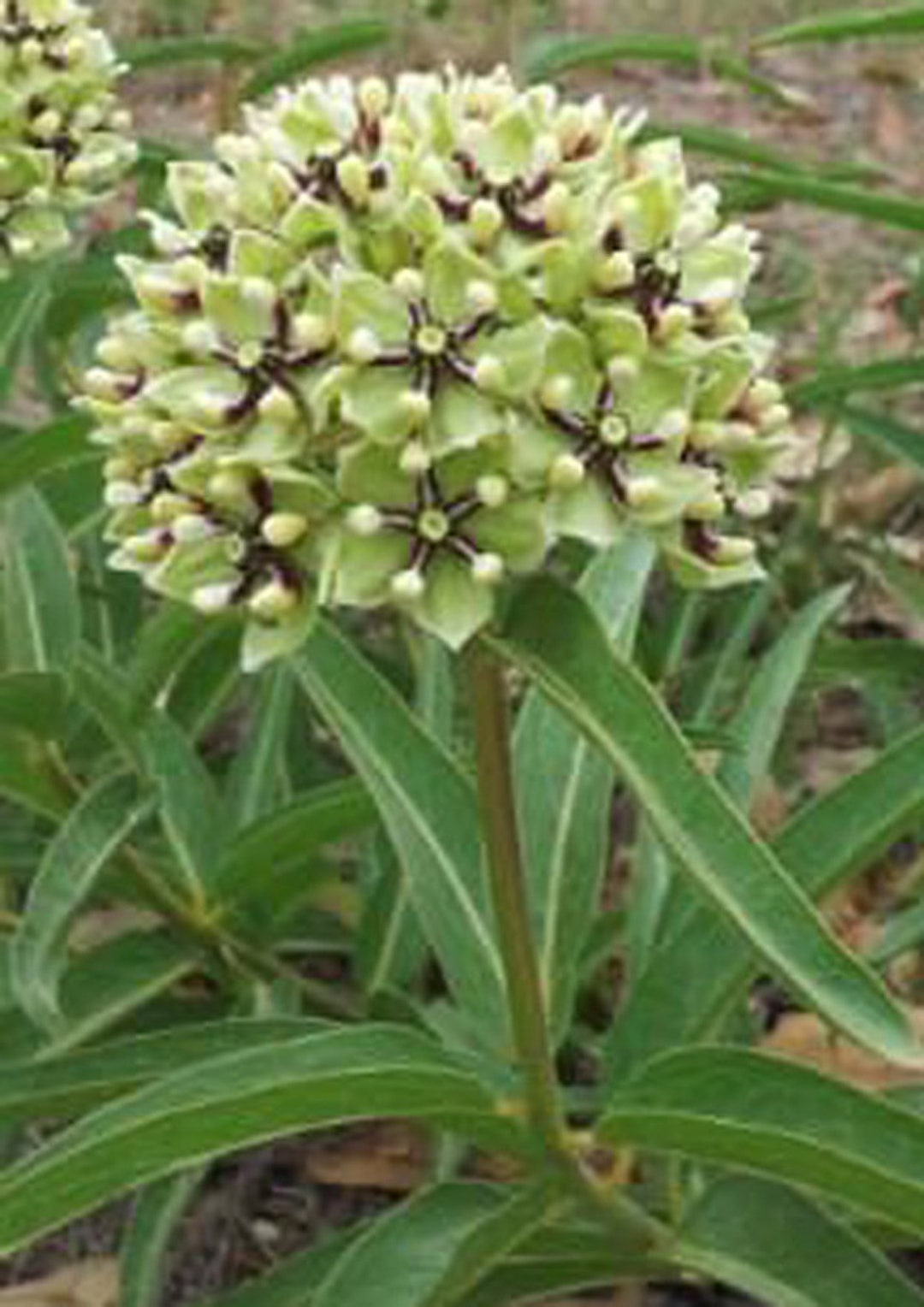 Asclepias Viridis, Spider Milkweed - Etsy