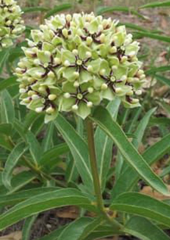 Asclepias Viridis Spider Milkweed | Etsy