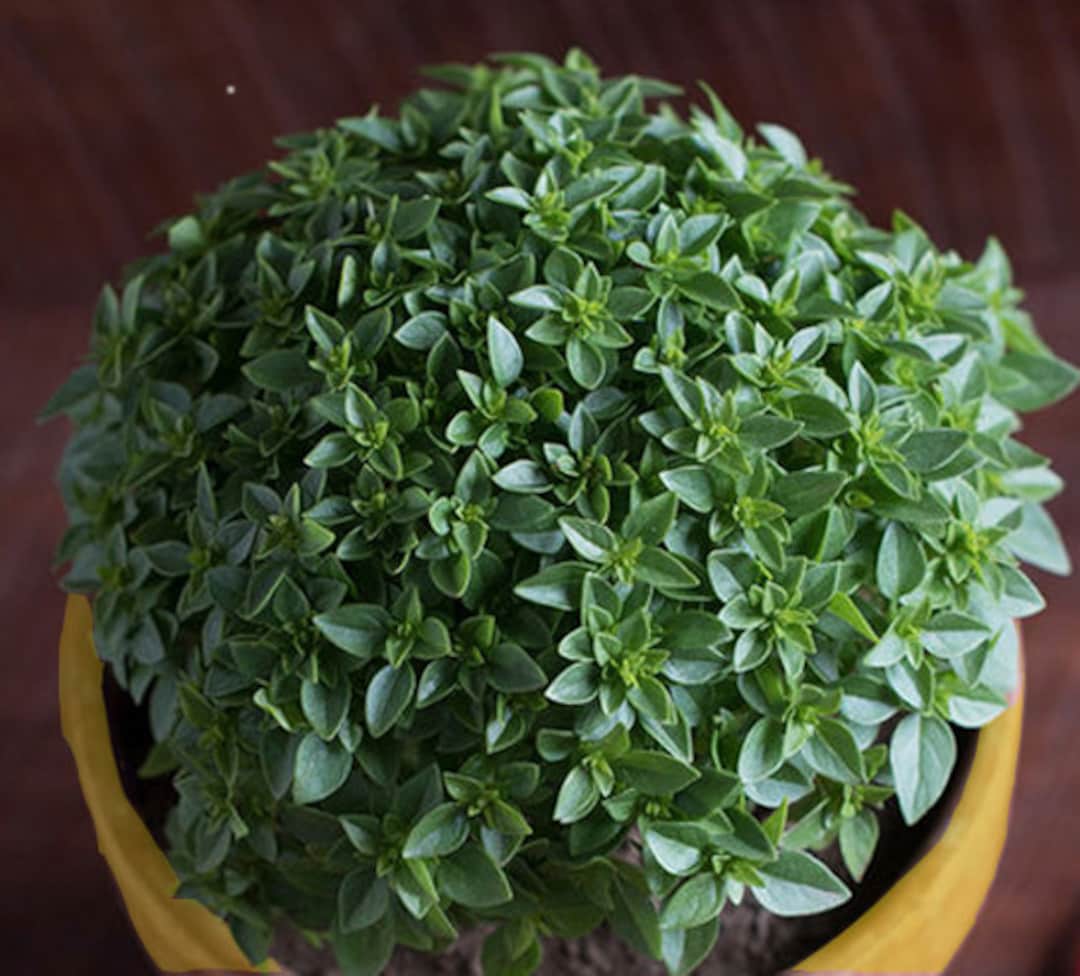 Basil Piccolino SEEDS - Etsy