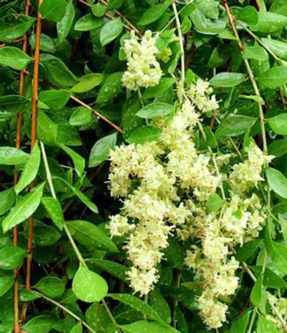 Lawsonia Inermis Flower