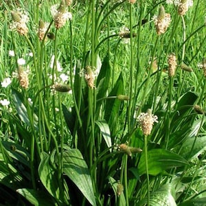 English Plantain - Plantago Lanceolata - Seeds - Etsy