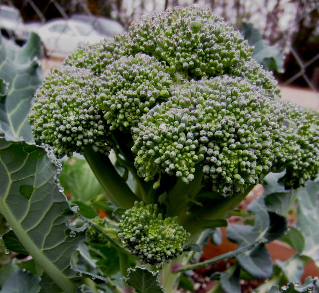 De Cicco - Brassica Oleracea - Broccoli - Etsy