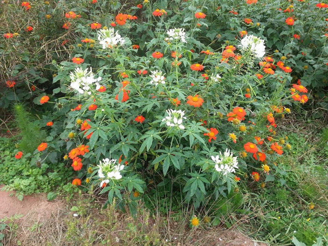 Cleome Seeds white Queen cleome Hassleriana | Etsy