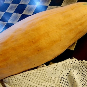 Cherokee, North Georgia Candy Roaster Squash . Cucurbita Maxima - Etsy
