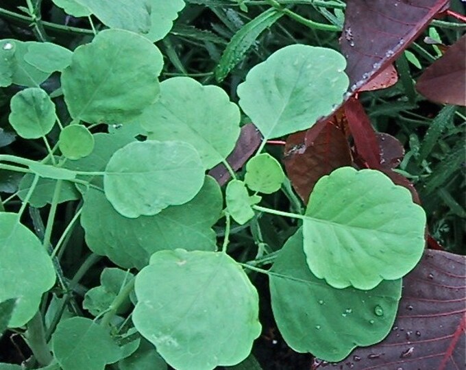 Papalo 25 Seeds Porophyllum Ruderale, Bolivian Coriander, Summer ...
