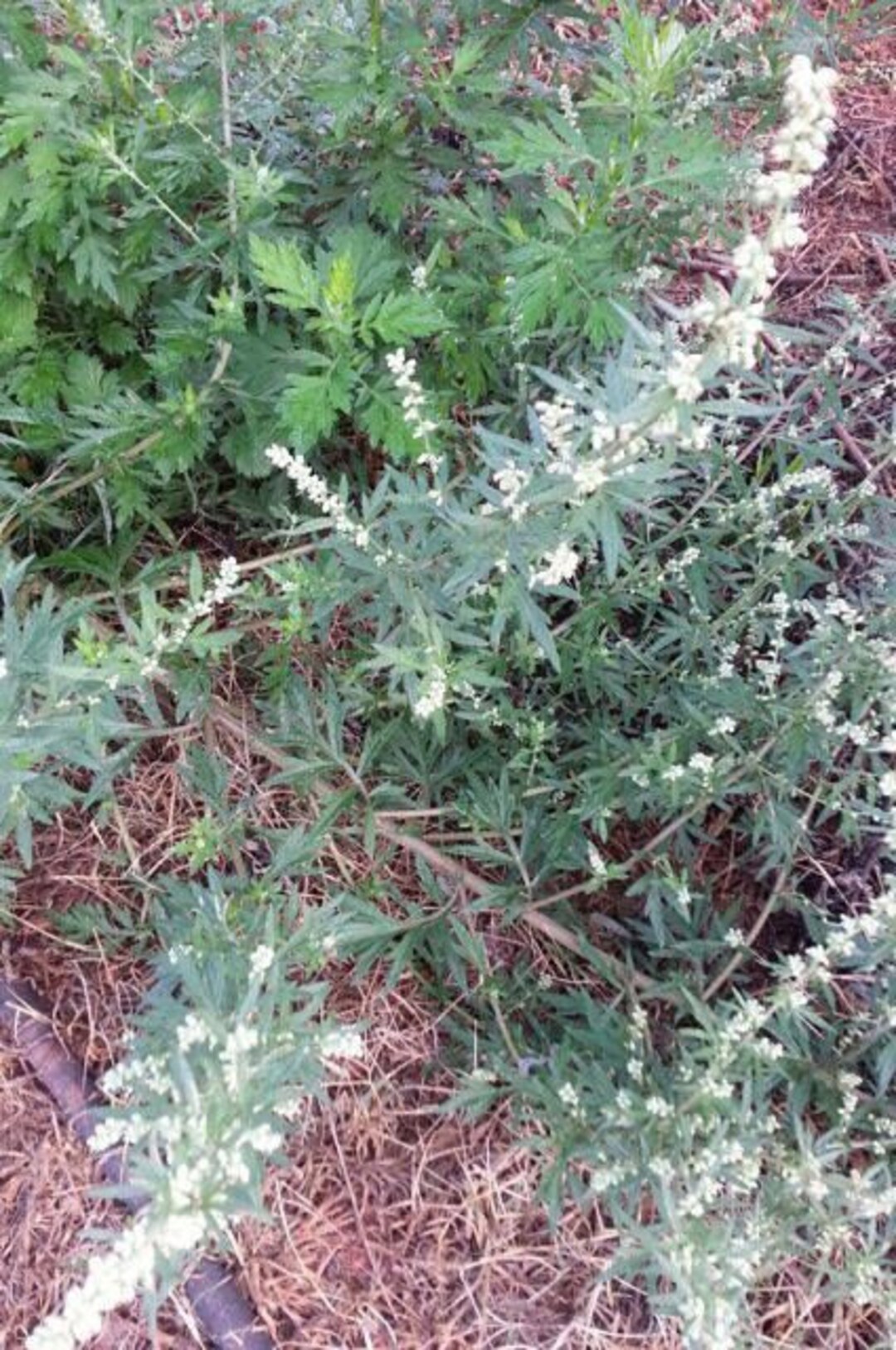 Mugwort Seed Artemisia Vulgaris Medicinal Herb Seeds - Etsy