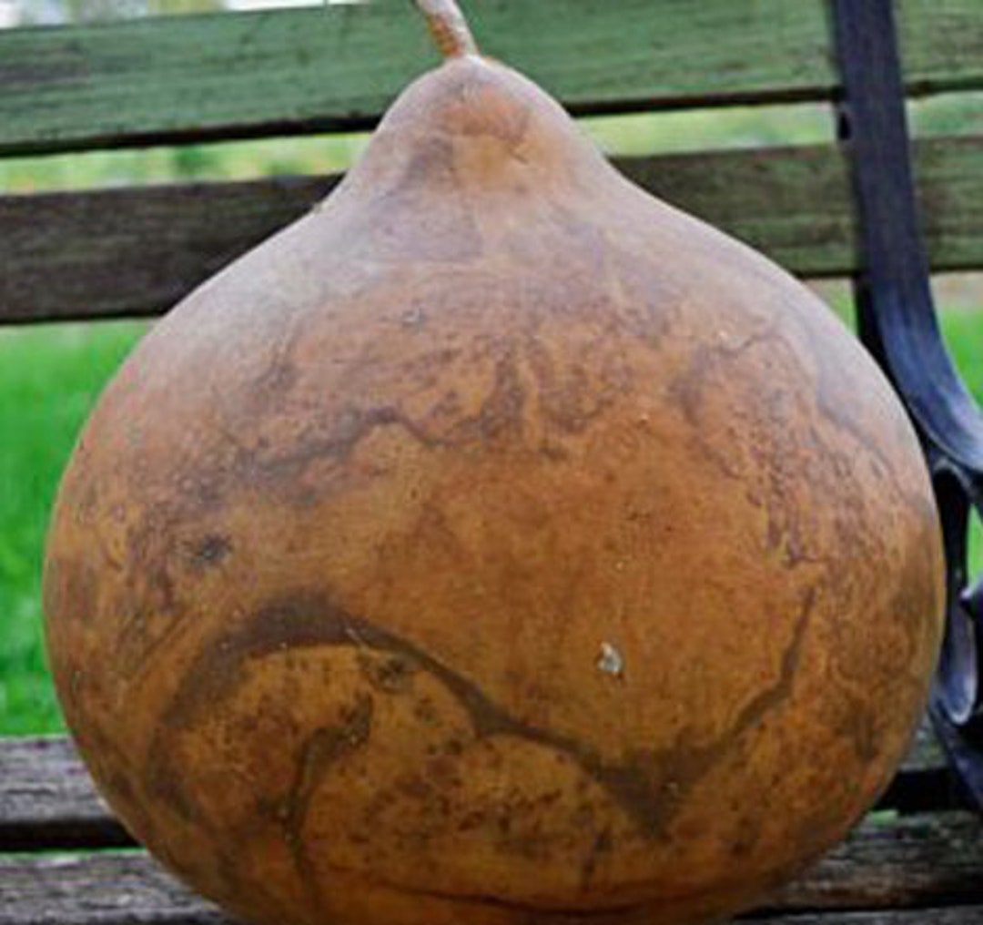 Bushel Basket Gourd Seeds - Etsy